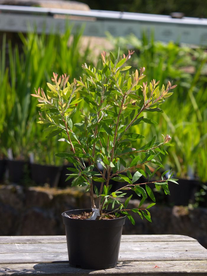 Burncoose Nurseries | July Amateur Gardener Tips