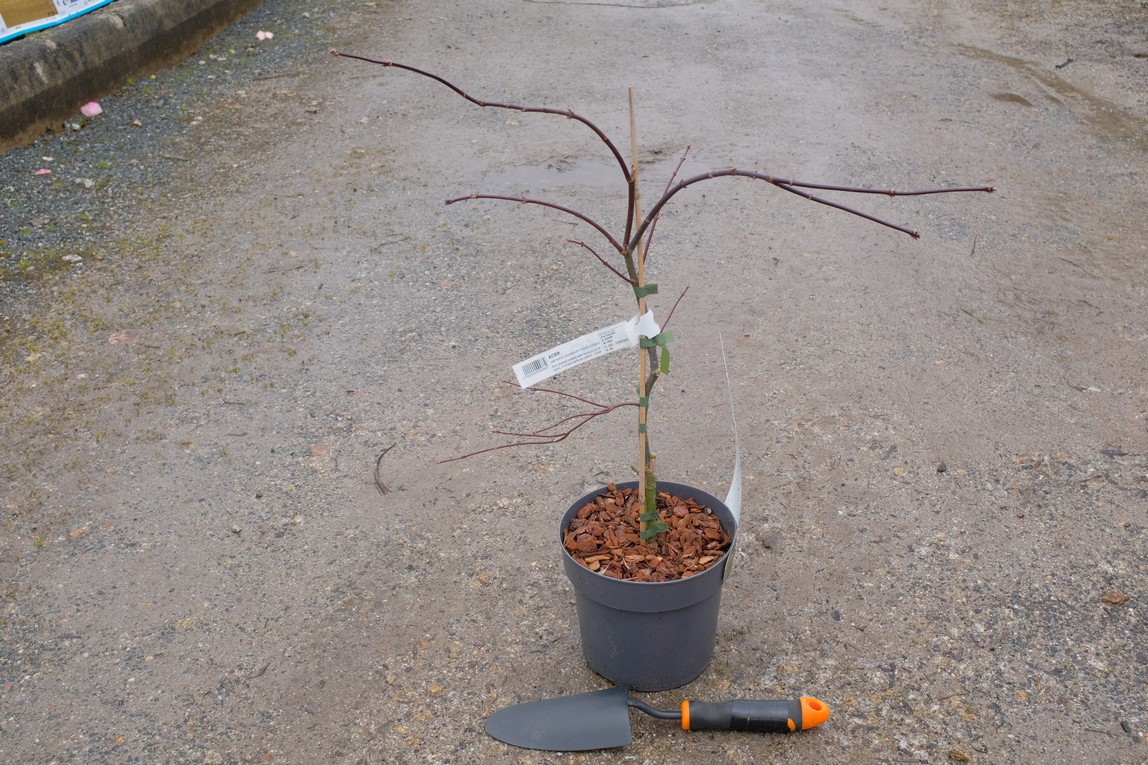 Acer Palmatum Dissectum 'Inaba-Shidare' from Burncoose Nurseries
