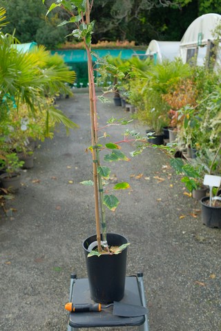 Acer X Conspicuum 'Silver Cardinal' from Burncoose Nurseries
