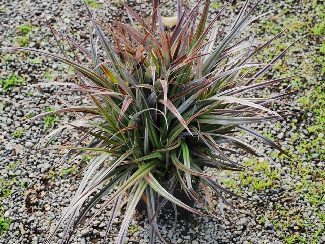 Astelia 'Red Shadow' from Burncoose Nurseries