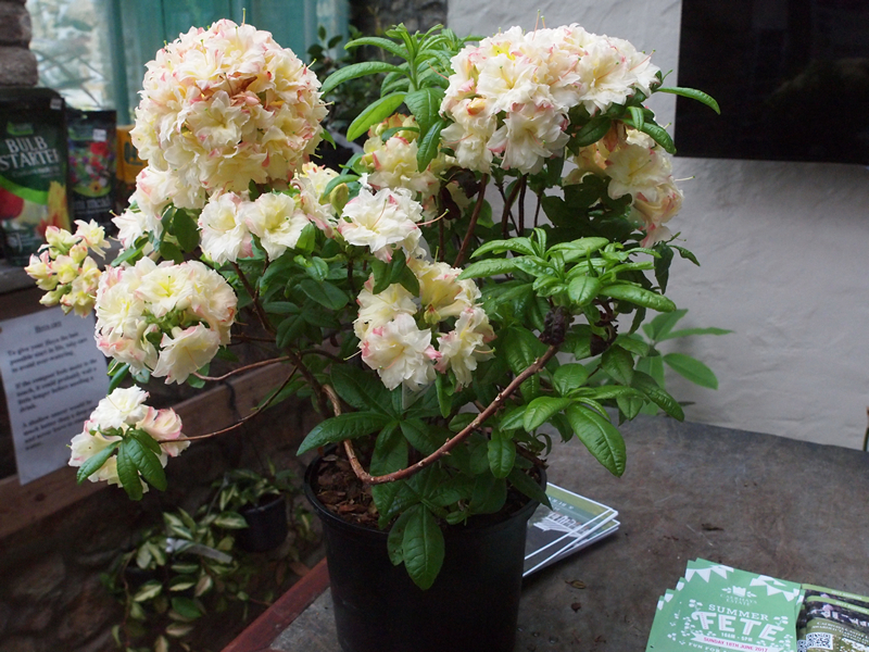 Azalea - Deciduous 'Cannon'S Double' from Burncoose Nurseries