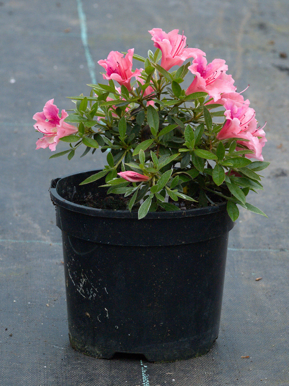 Azalea - Evergreen 'Michael Hill' from Burncoose Nurseries
