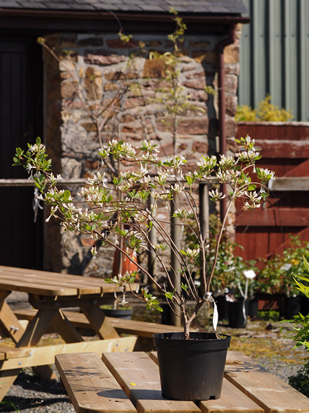 Azalea - Deciduous 'Snowbird' from Burncoose Nurseries