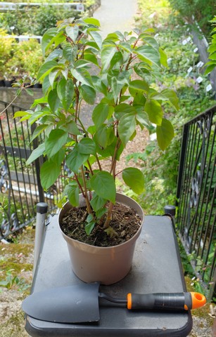 Bischofia Polycarpa from Burncoose Nurseries