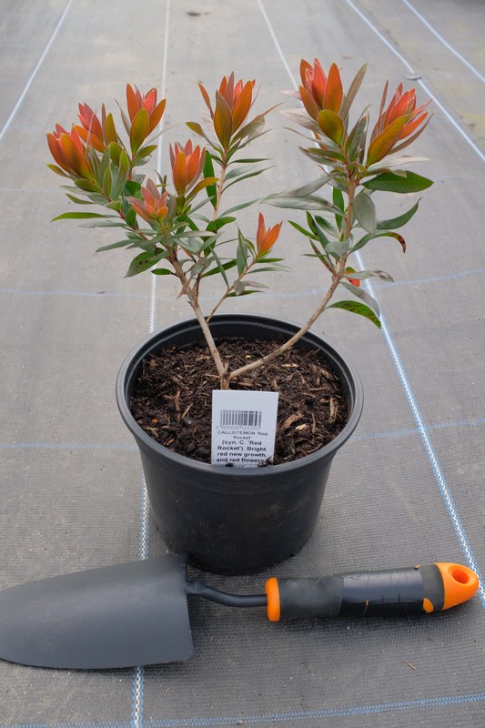 Callistemon 'Red Rocket' from Burncoose Nurseries