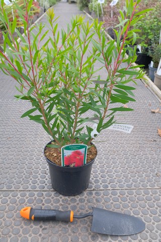 Callistemon Citrinus 'Red Cluster' from Burncoose Nurseries
