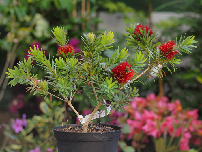 Callistemon Citrinus 'Little John' from Burncoose Nurseries