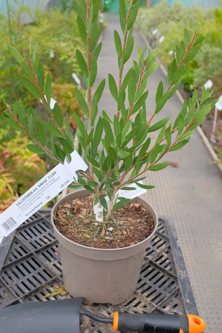 Callistemon 'Inferno' from Burncoose Nurseries