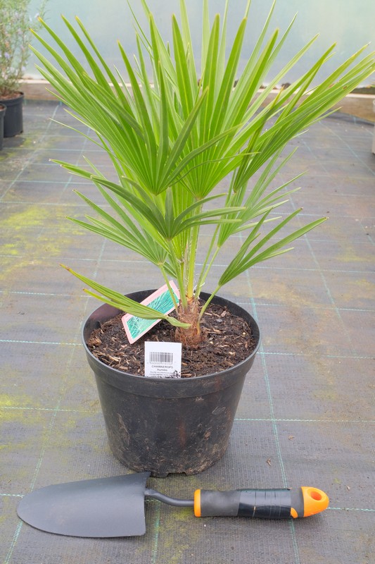 Large Image For Chamaesyce Serpyllifolia Ssp