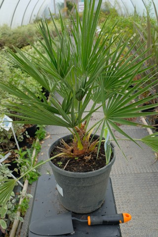 Chamaerops Humilis from Burncoose Nurseries