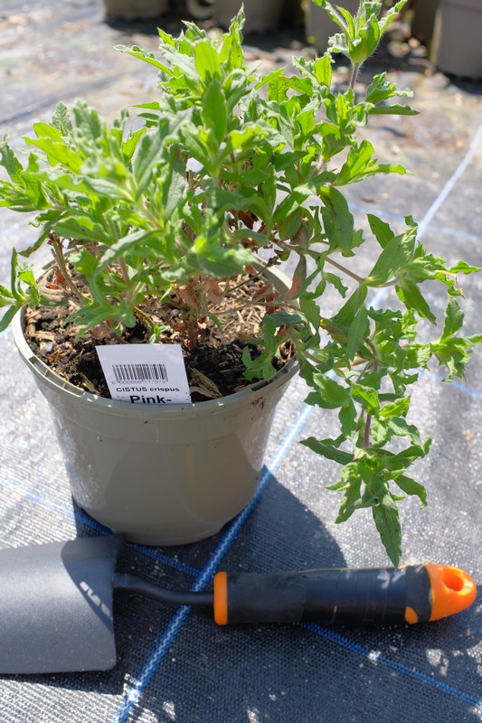 Cistus Crispus from Burncoose Nurseries
