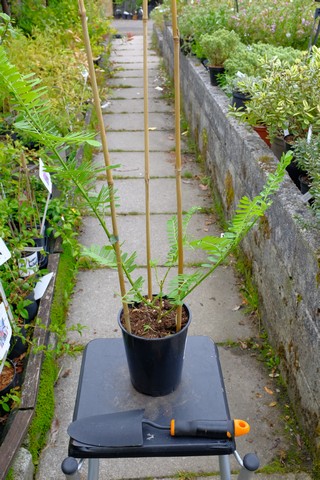 Clianthus Puniceus 'Red Cardinal' from Burncoose Nurseries