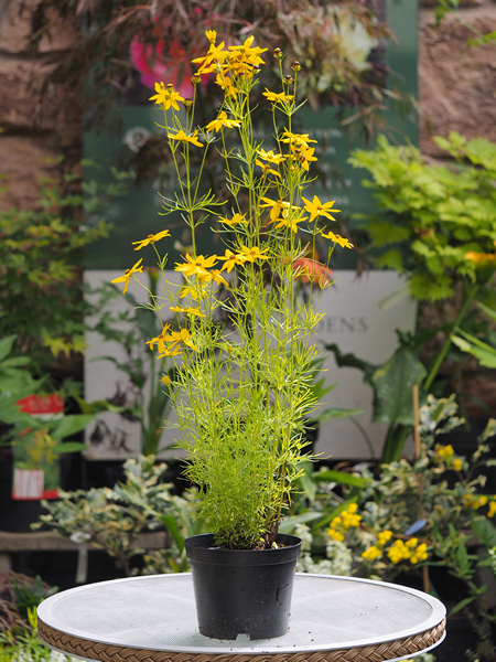 Coreopsis Verticillata 'Grandiflora' from Burncoose Nurseries