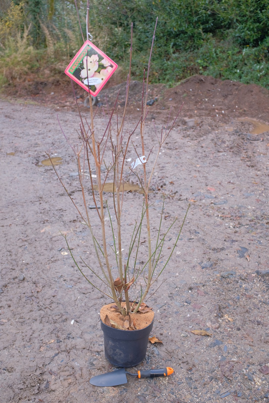 Cornus X Rutgersensis 'Stellar Pink' from Burncoose Nurseries FLOWERING ...