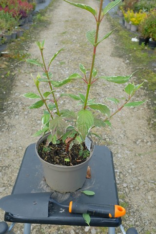 Cornus Alba 'Sibirica Variegata' from Burncoose Nurseries COLOURED ...