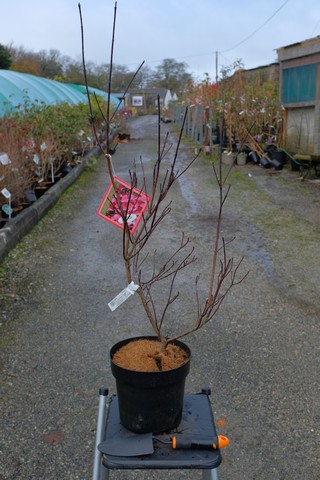 Cornus Florida 'Cherokee Chief' from Burncoose Nurseries FLOWERING ...