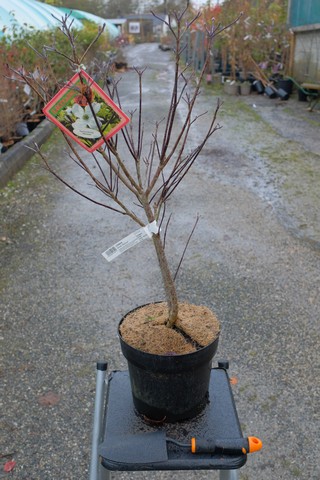Cornus Florida 'Rainbow' from Burncoose Nurseries FLOWERING DOGWOODS