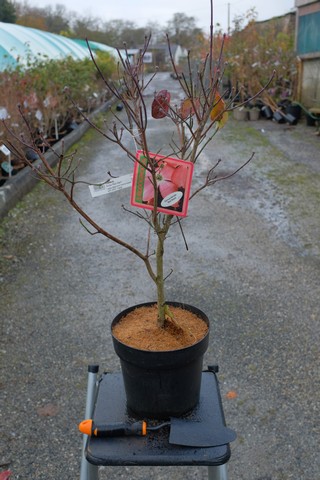 Cornus Florida 'Red Giant' from Burncoose Nurseries FLOWERING DOGWOODS
