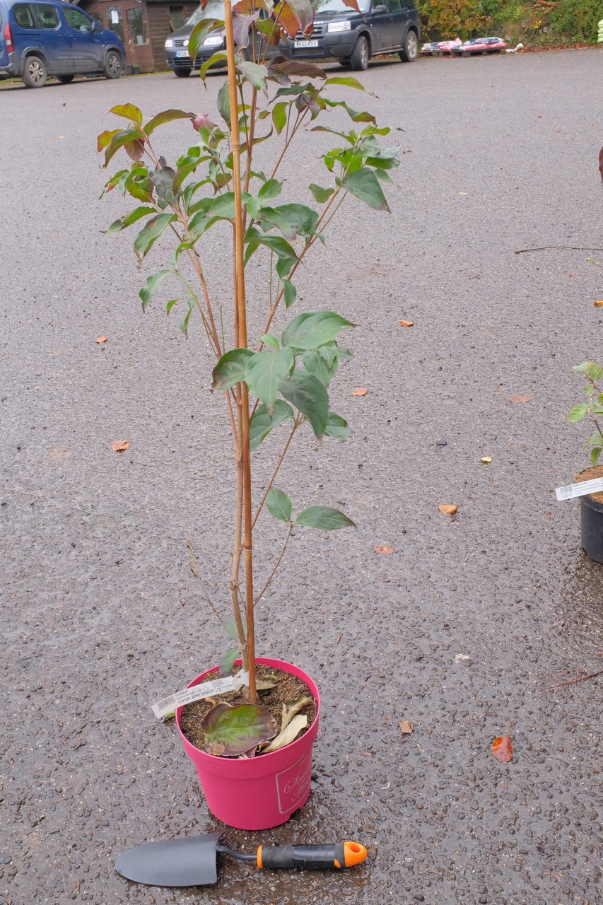 Cornus Kousa 'Scarlet Fire' from Burncoose Nurseries FLOWERING DOGWOODS