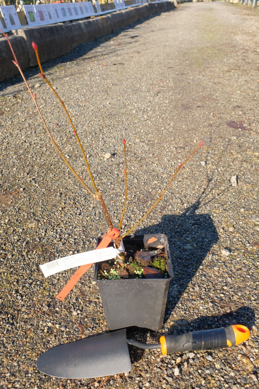 Corylus Ferox Var. Tibetica from Burncoose Nurseries