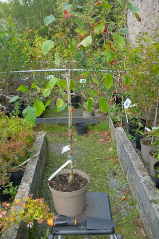 Crataegus Arnoldiana from Burncoose Nurseries