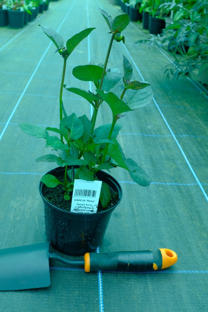 Dahlia 'Roxy' from Burncoose Nurseries