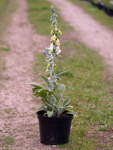 Digitalis Purpurea 'Silver Fox' from Burncoose Nurseries