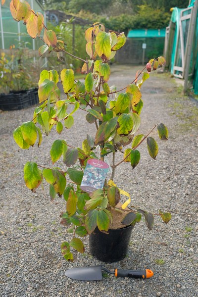 Dipelta Floribunda from Burncoose Nurseries