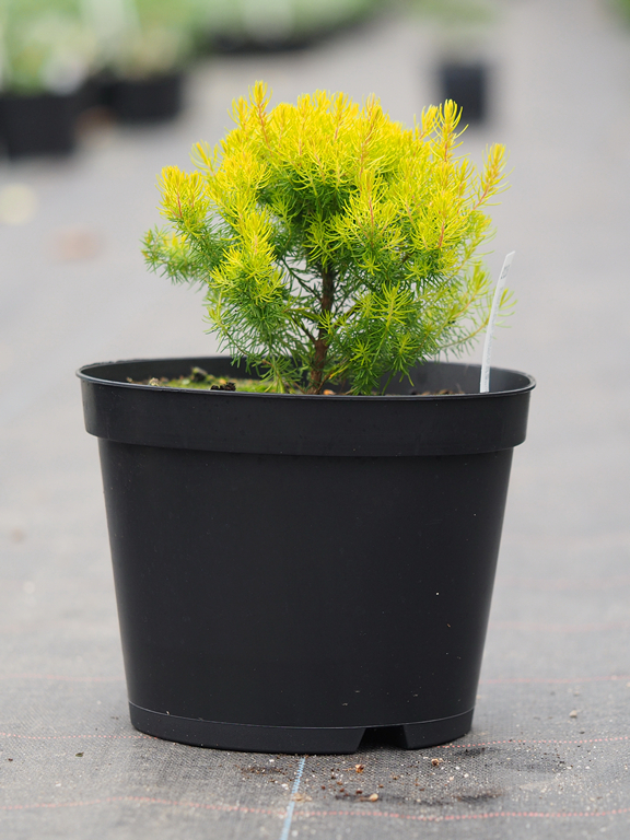 Heathers Erica Arborea 'Albert'S Gold' from Burncoose Nurseries
