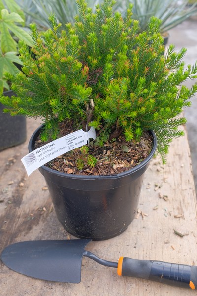 Heathers Erica Nana 'Limoncello' from Burncoose Nurseries