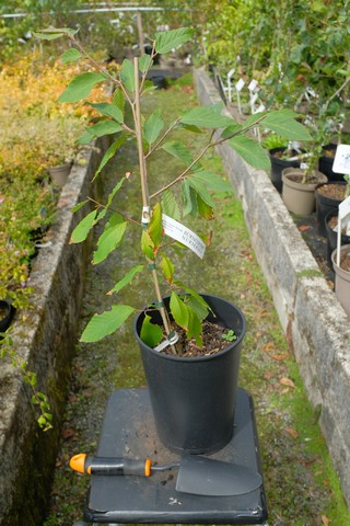 Fagus Engleriana from Burncoose Nurseries