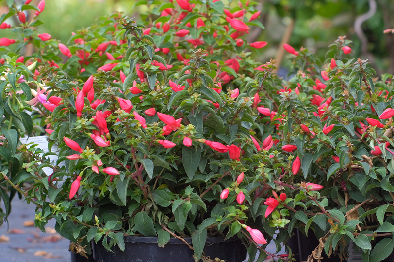Fuchsia 'Chilli Red' from Burncoose Nurseries