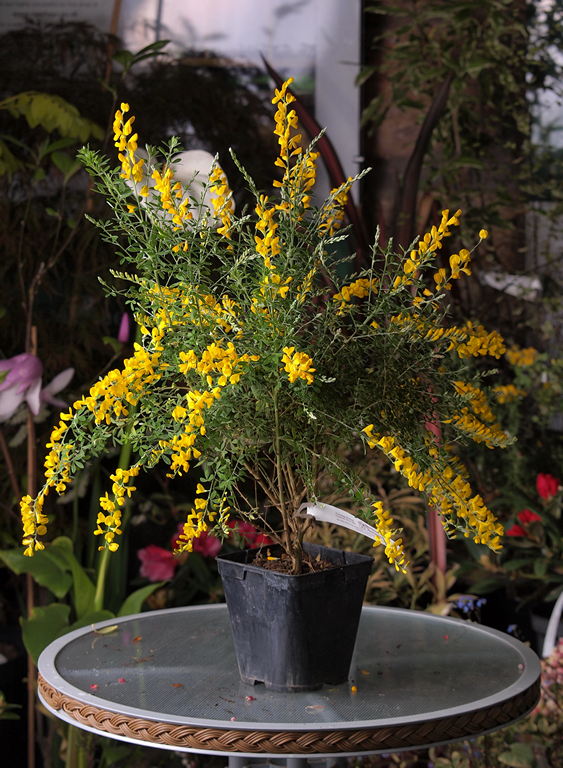 Genista from Burncoose Nurseries