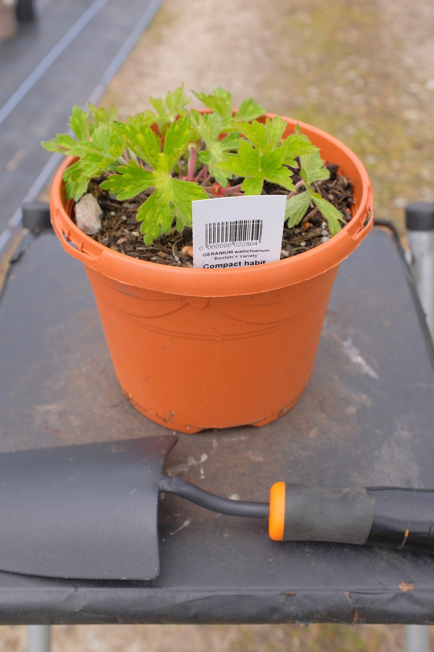 Geranium Wallichianum 'Buxton'S Variety' from Burncoose Nurseries