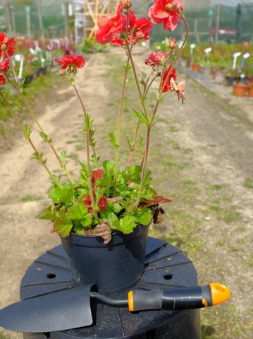 Geum 'Scarlet Tempest' from Burncoose Nurseries