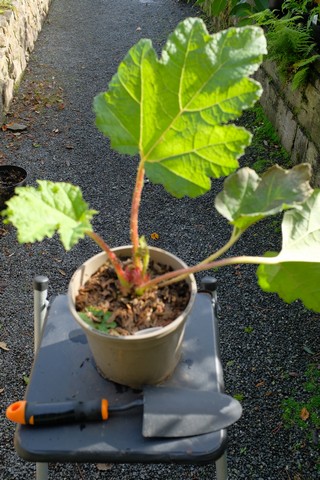 Gunnera Manicata from Burncoose Nurseries