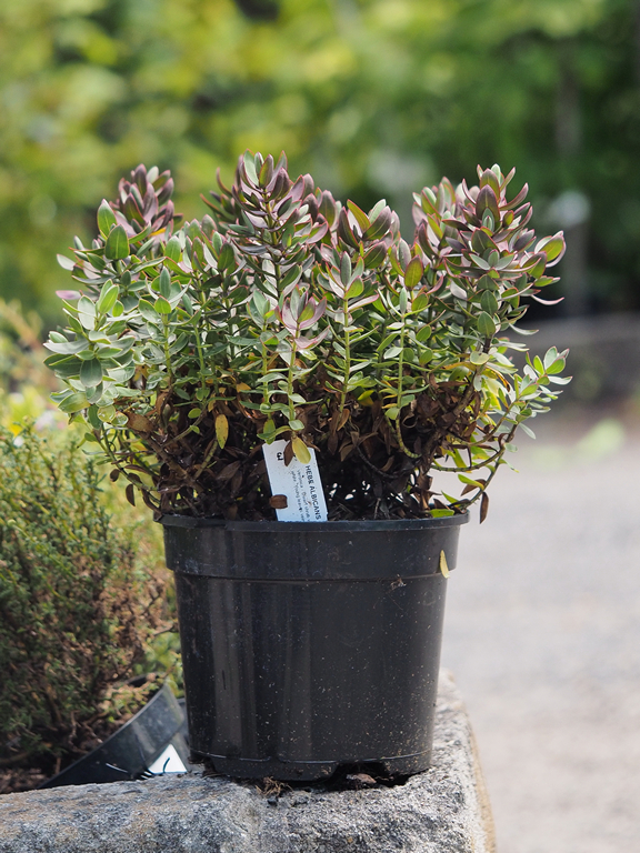 Hebe Albicans 'Red Edge' from Burncoose Nurseries