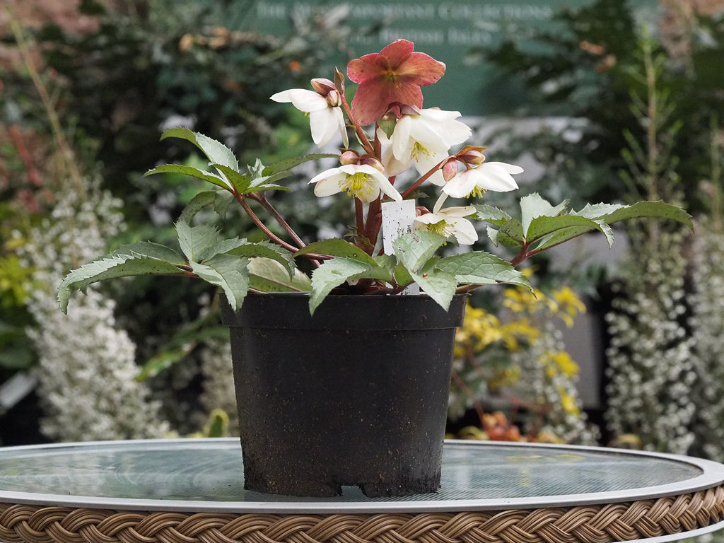 Helleborus 'Emma' from Burncoose Nurseries