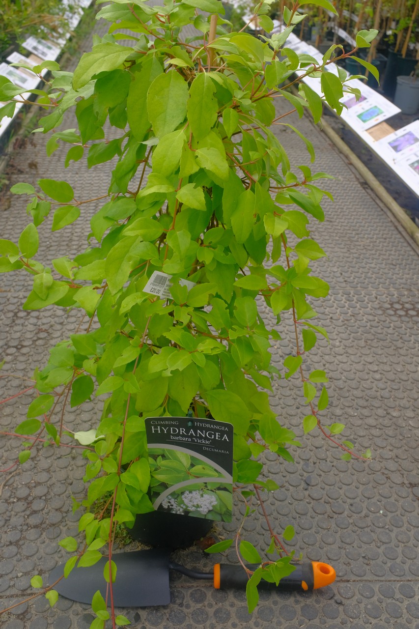 Hydrangea Barbara 'Vickie' from Burncoose Nurseries