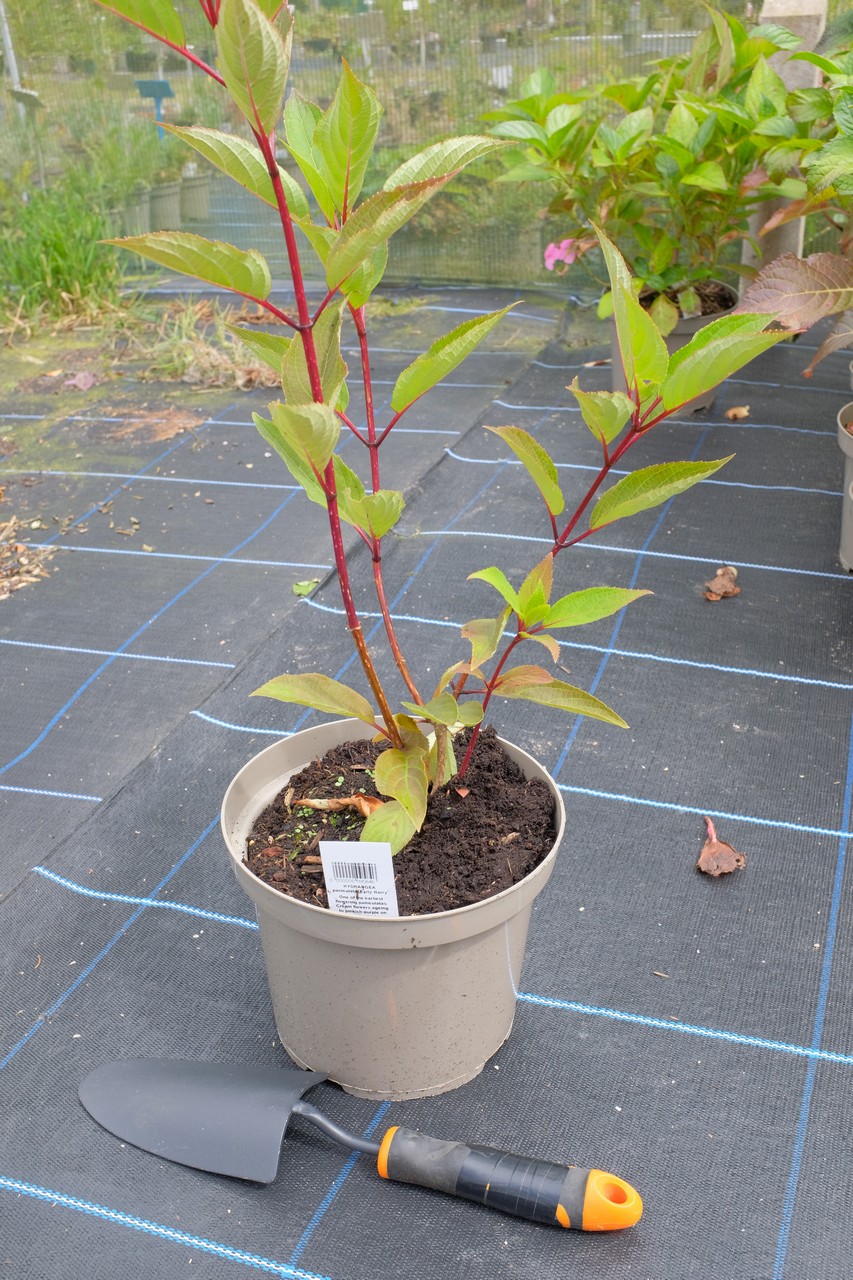 Hydrangea Paniculata 'Early Harry' from Burncoose Nurseries