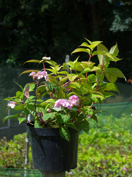 Hydrangea Serrata 'Yae-No-Amacha' from Burncoose Nurseries