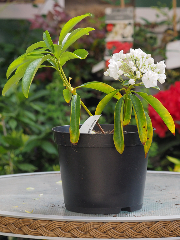 Kalmia Latifolia 'Snowdrift' from Burncoose Nurseries