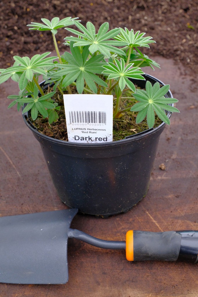 Lupinus Herbaceous 'Red Rum' from Burncoose Nurseries