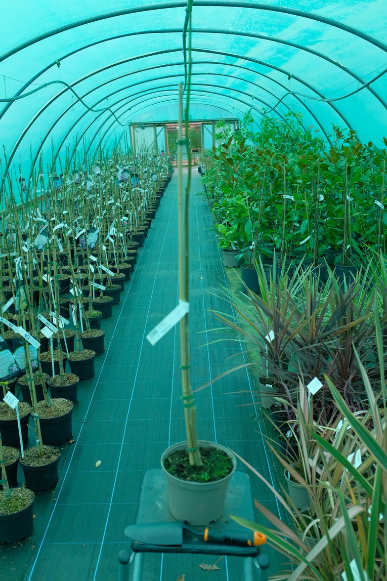 Magnolia Anne Leitner From Burncoose Nurseries