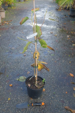 Magnolia 'Atlas' from Burncoose Nurseries