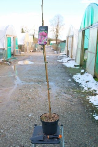 Magnolia 'Emperor' from Burncoose Nurseries