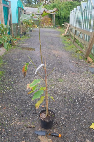 Magnolia 'Flamingo' from Burncoose Nurseries
