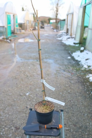 Magnolia ‘Frank’S Masterpiece’ from Burncoose Nurseries