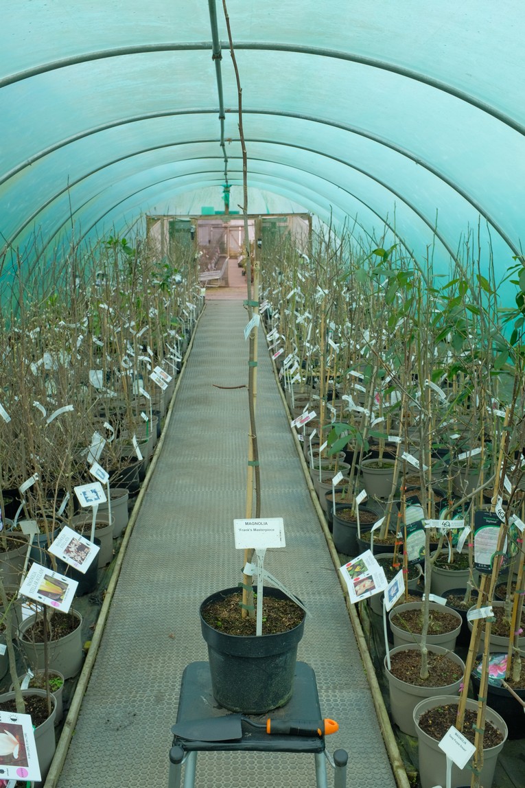 Magnolia 'Frank’S Masterpiece' from Burncoose Nurseries