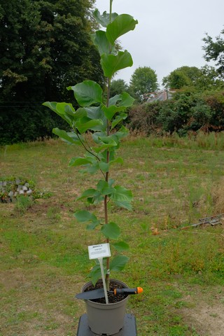 Magnolia 'Judy Zuk' from Burncoose Nurseries